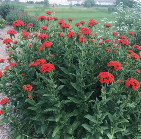 Maltese Cross Flower