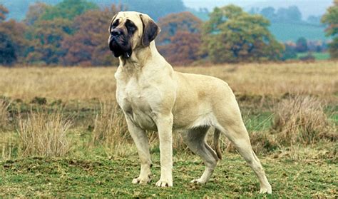 Mastiff Dog Breed Information Vetstreet Vetstreet