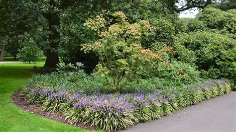 Landscaping With Liriope Pruning Liriope Best Practices