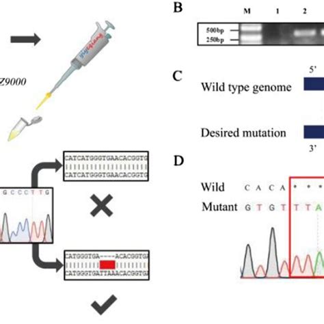 Schematic Representation Of The Pmg Cas9 Ldhs Plasmid A Pcas B Download Scientific Diagram