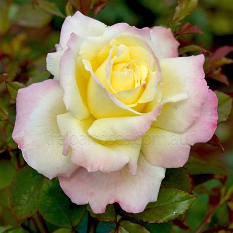 Athene Rose