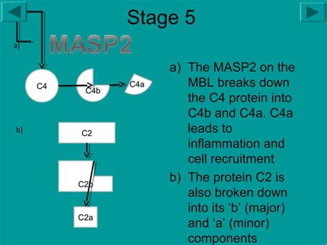 How Complement System Works Lectin Pathway Ppt Blood Disorders