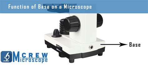 What Is The Function Of The Base In A Microscope Microscope Crew
