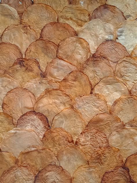 Kombucha Leather Dried Scoby For Your Creative Project Vegan Friendly