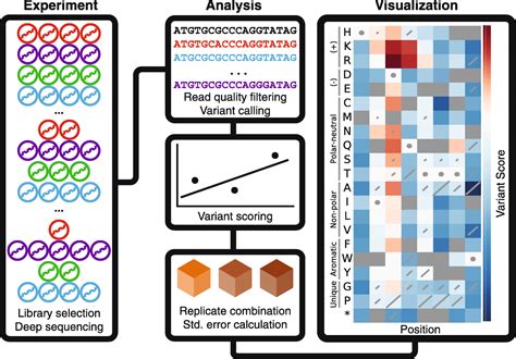 A Statistical Framework For Analyzing Deep Mutational Scanning Data Genome Biology Full Text