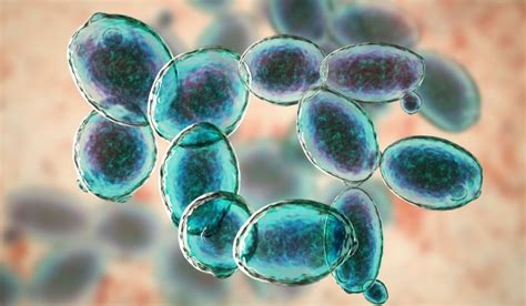 How To Stain Yeast Cells