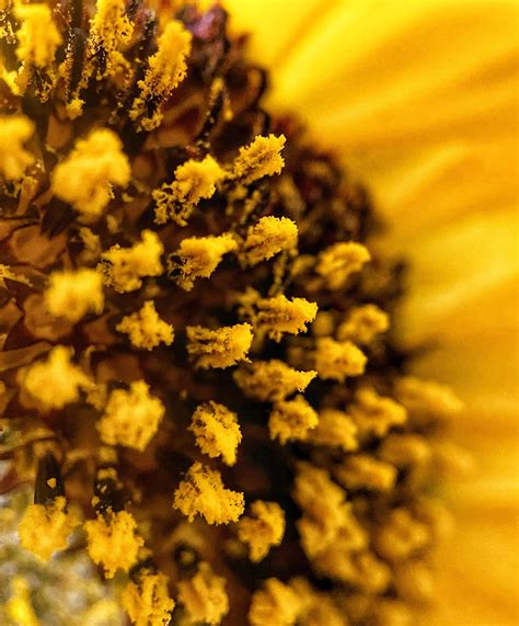 Sunflower Pollen Rmicroporn