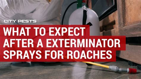 What To Expect After An Exterminator Sprays For Roaches City Pests