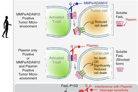 Role Of Plasmin In Metastatic Tumors Lifeboat News The Blog