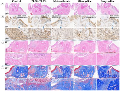 A He Staining Of Alveolar Bone Defects 5 Days Post‐operation N 5