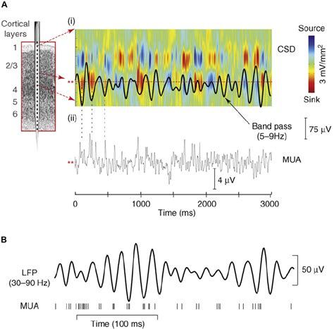 Frontiers The Role Of Neuronal Oscillations In Visual Active Sensing