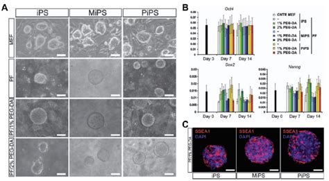 Culturing Ips Cells On Peg Fibrinogen Scaffolds A Cellular