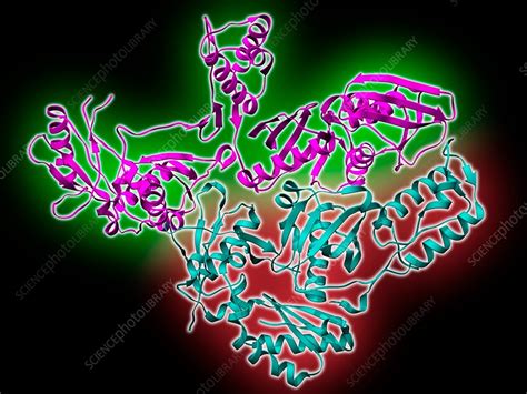 Hiv 1 Reverse Transcriptase Enzyme Stock Image C0137172 Science