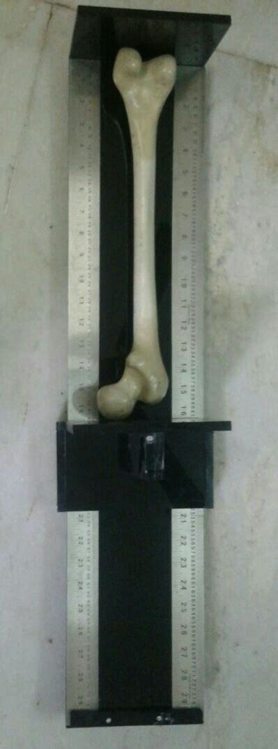 Osteometric Board At Rs 6000piece Post Mortem Instruments Id