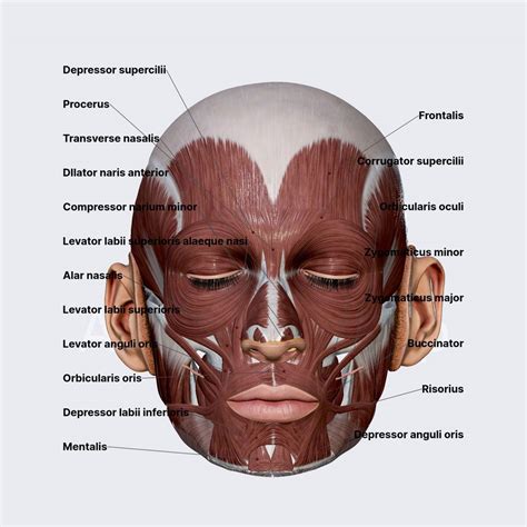 Face Anatomy Pictures