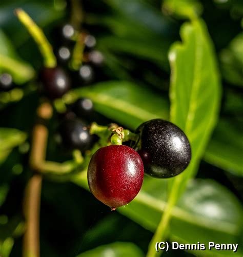 Cherry Laurel Trees