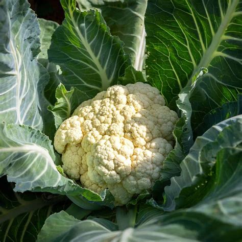 How To Plant Cauliflower Seeds 🌱🍚 A Beginners Guide To Garden Success