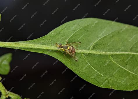 Premium Photo Bactrocera Dorsalis Previously Known As Dacus Dorsalis