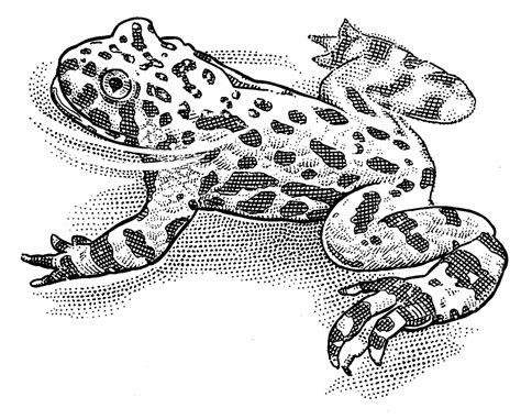 Pen And Ink Animal Drawing At Getdrawings Free Download