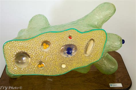 Lab Practical 1 Amoeba Model Diagram Quizlet