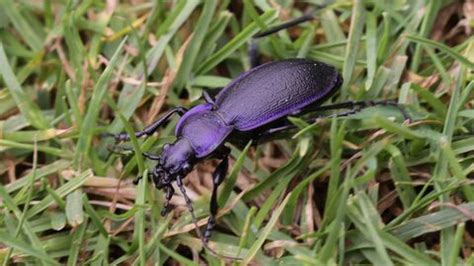 Violet Ground Beetle The Wildlife Trusts