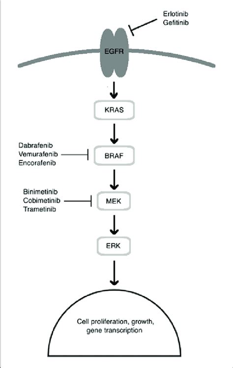 Schematic Of The Mapk Kinase Pathway Demonstrating Cellular Targets Of