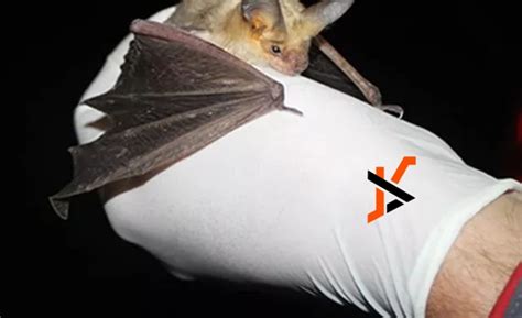 What Does A Bat Bite Look Like Understanding The Signs And Symptoms