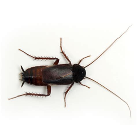 Oriental Cockroach Pelgar International