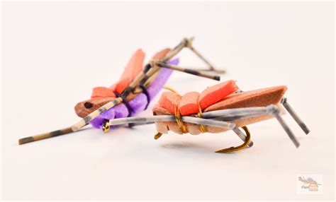 Morrish Hopper Charliesflybox