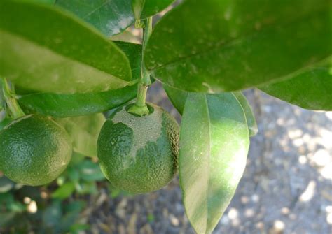 El Ivia Se Integra En Secrionet