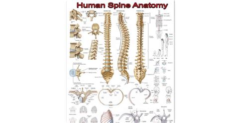 Human Spine Anatomy A Detailed Visual Guide High Resolution Pdf
