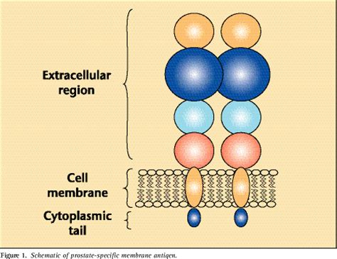 Figure 1 From Overview Of Prostate Specific Membrane Antigen Semantic Scholar