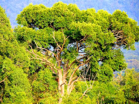 Avatar Tree Visual Thailand