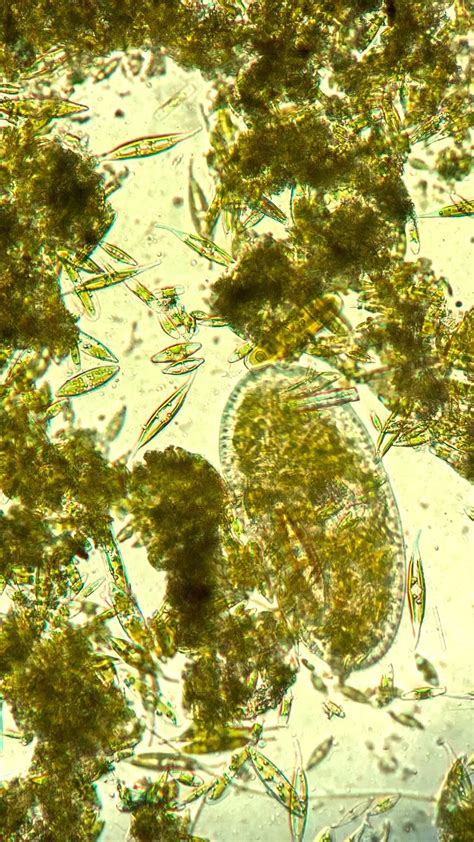 Id Help R Microscopy