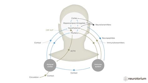 The Hypothalamic Pituitary Adrenal Hpa Axis Neurotorium