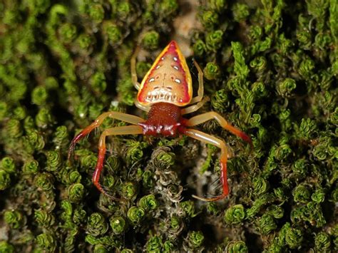 Arkys Cornutus Horned Triangular Spider Ausemade