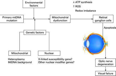 Leber Hereditary Optic Neuropathy Genetics At Edward Oneal Blog