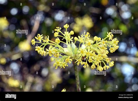 Flowers Of The Sassafras Tree Sassafras Albidum A Species Native To