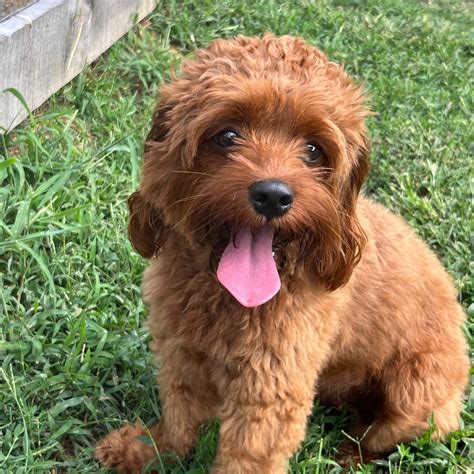 Wildcat Meet Our Dog Of The Week Miss Maple Maple Is A 1 Year Old