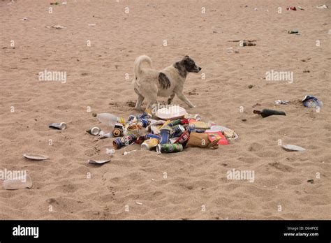 Stupid People On The Beach