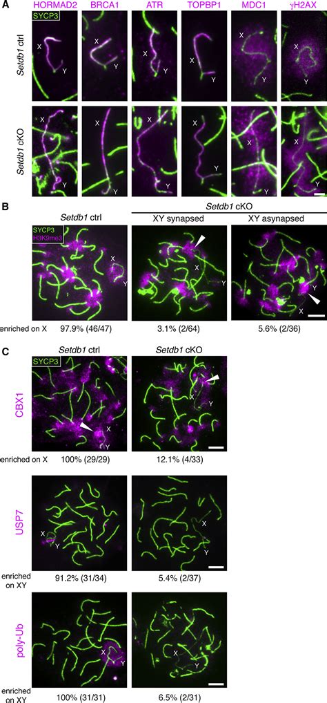 Setdb1 Links The Meiotic Dna Damage Response To Sex Chromosome