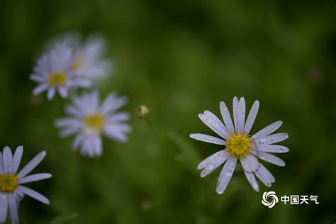 四川乐山绵绵细雨打湿野花 随风飘摇 图片频道