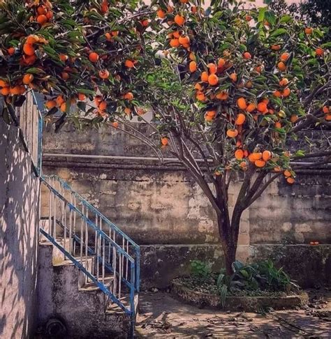 Pamela Terry Too Many Clementines In A Love Song And The People Of