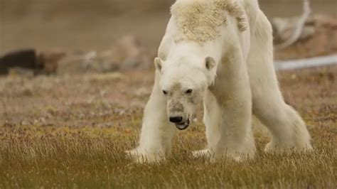 What Happened To This Starving Polar Bear Cnn