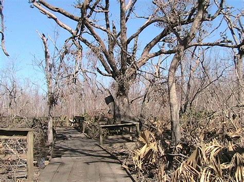 Forests Can Handle Hurricanes Unless Humans Interfere Atlas Obscura