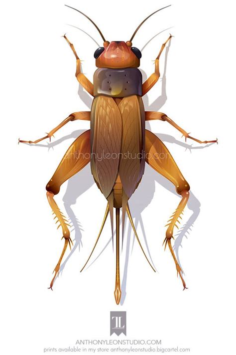 Cricket Insect Drawing