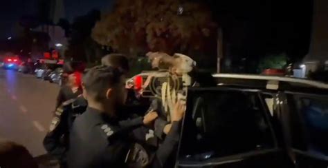 ישראל פרוש ווערט ארעסטירט פארן בלאזן שופר ביי א פראטעסט קעגן גזירת הגיוס א בליק לייוו