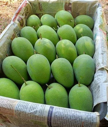 Banarasi Langra Mango At ₹ 80kg Langra Mango In Lucknow Id