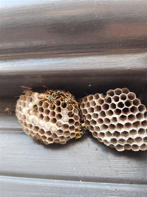 What Kind Of Wasps Are These Perth Western Australia Rperth