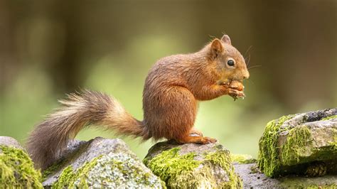 How To Photograph Red Squirrels Photographing Red Squirrels
